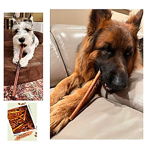 ELITE TREAT Natural Odor Bully Sticks for Dogs，Healthy Long Lasting Pizzle Chews (6 Inch, 24 Pack)，All Natural，Free Range 100% Grass-Fed Beef，Grain-Free (Medium/Thin)