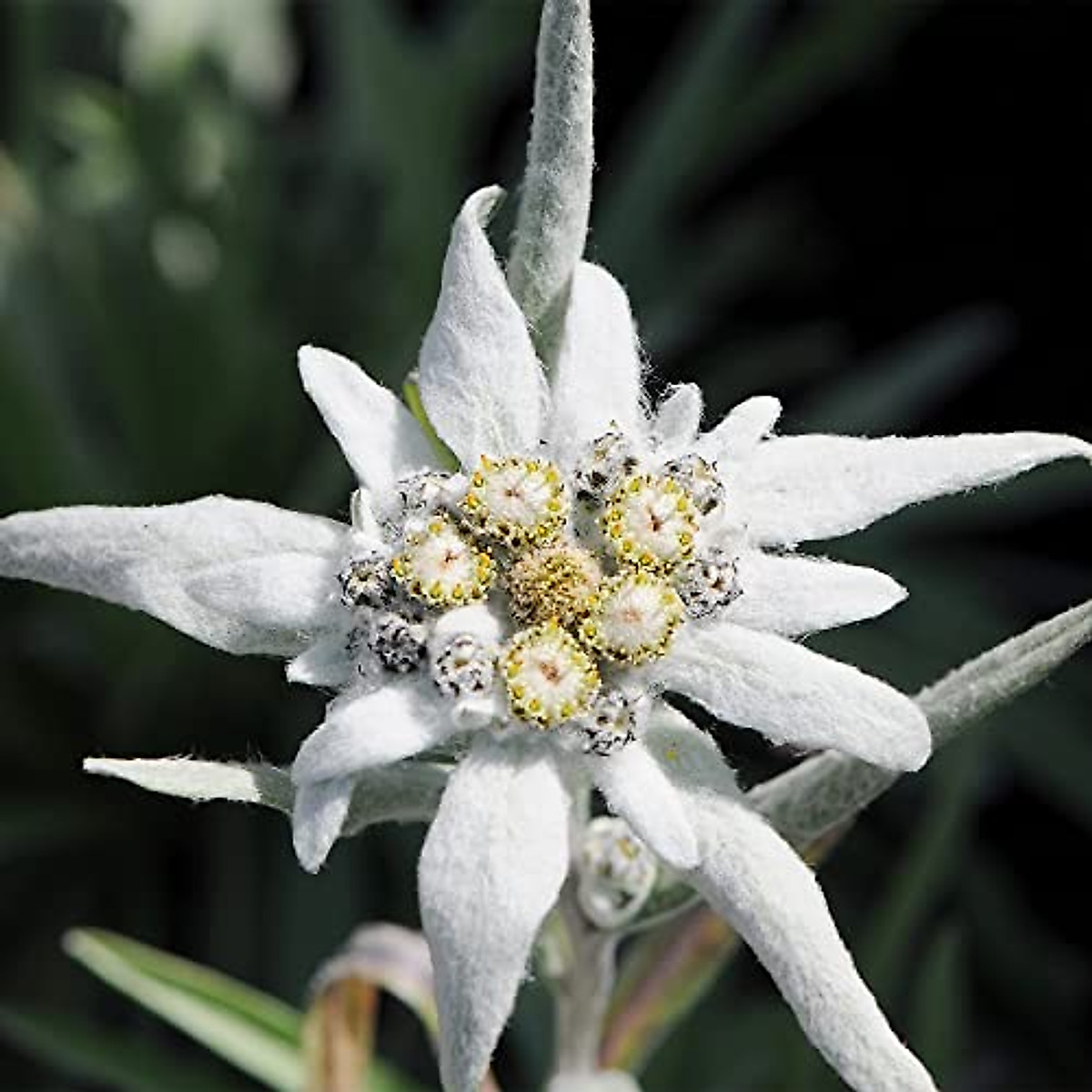 QAUZUY GARDEN 100 Edelweiss Seeds White Leontopodium Alpinu - Edible & Attract Pollinators - Perennial Beautiful Woody Flower - Showy Houseplant Ground Lawn Cover