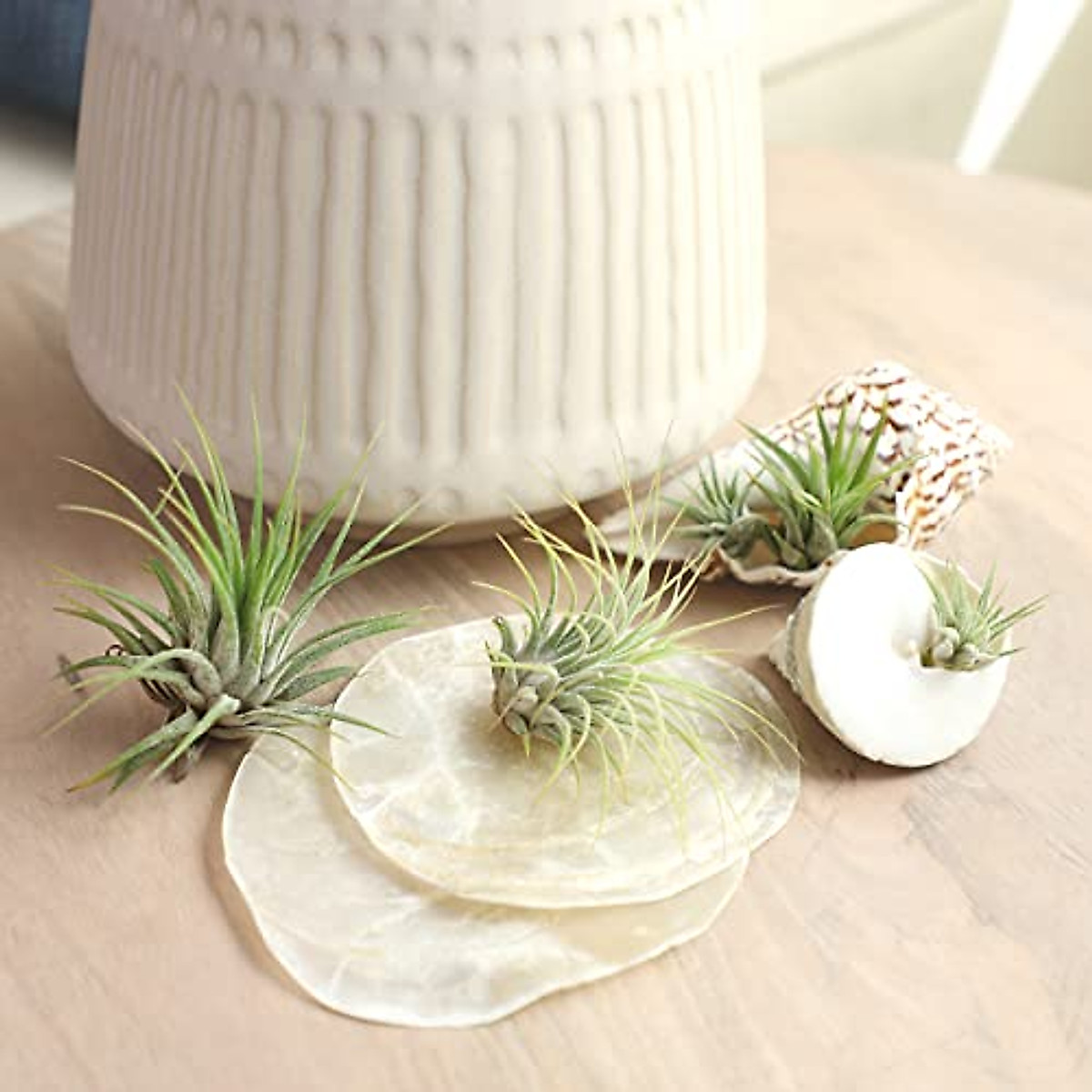 Air Plant Low Light House Plants Box (8PK) Tillandsia Air Plants Live Houseplants Live Indoor Plants Live Succulents Plants Live Terrarium Plants Live, Air Plant Holder Airplant Kit by Plants for Pets