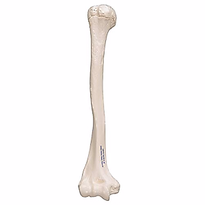 3B Scientific A45/1 Humerus - 3B Smart Anatomy