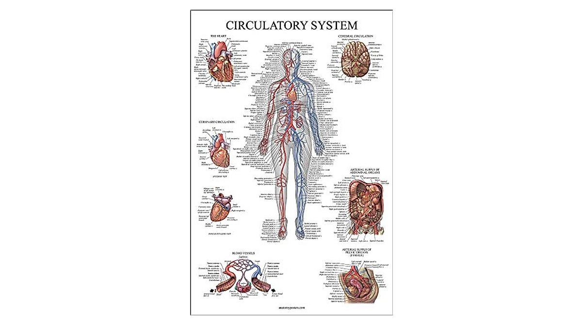 Circulatory System & Heart Anatomy Posters Set of 2 | Palace Learning