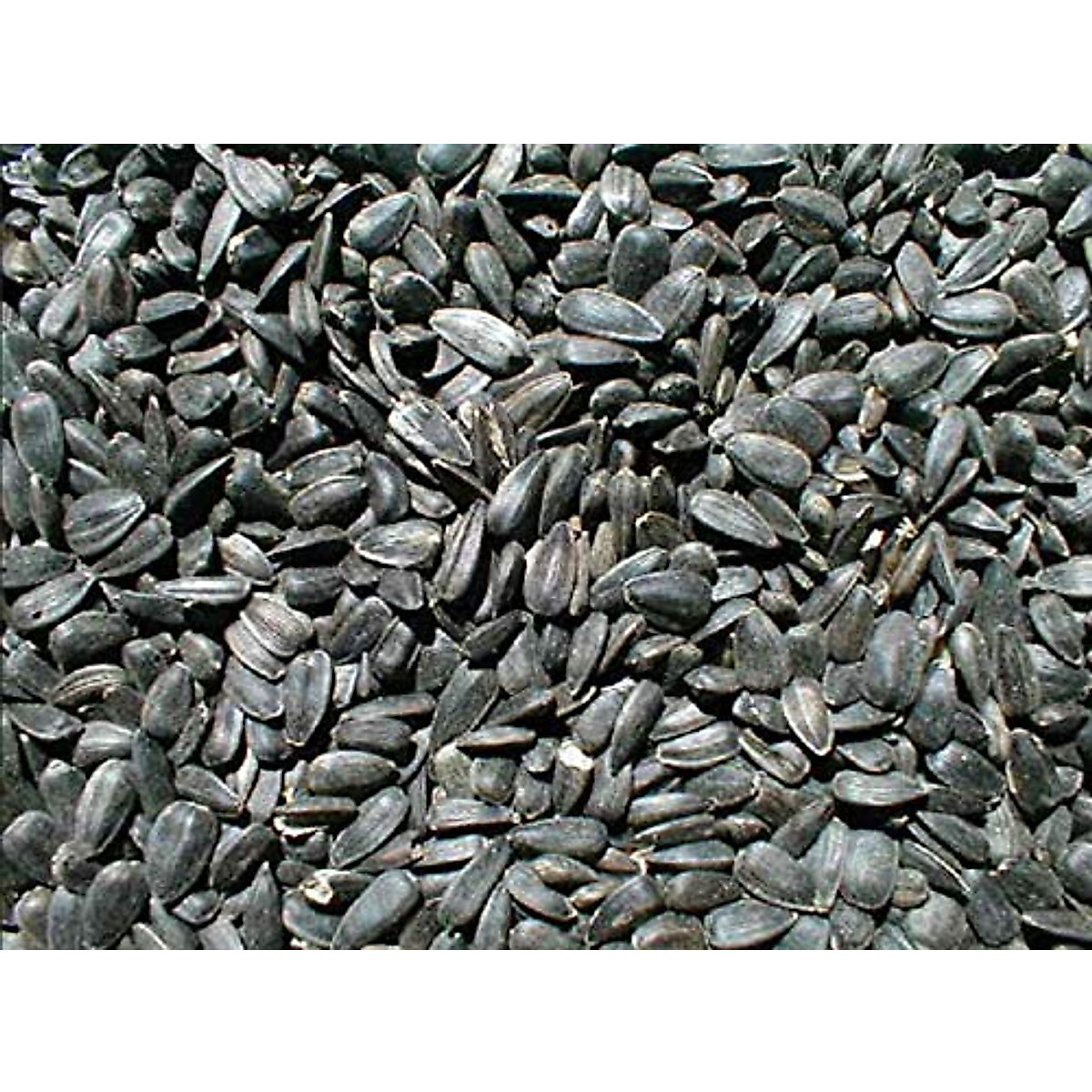 Homestead Harvest Ernst Grain Black Oil Sunflowers, Non-GMO (40 lb)