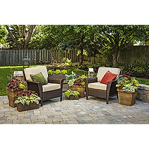 Proven Winners HEUPWP2146103 Cherry Truffles Live Plant, 0.65 Gallon