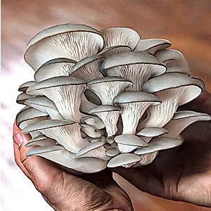 North Spore Organic Blue Oyster Mushroom Spray & Grow Kit (4 lbs) | USDA Certified Organic, Non-GMO, Beginner Friendly & Easy to Use | Grow Your Mushrooms at Home | Handmade in Maine, USA