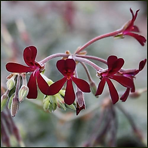 CHUXAY GARDEN Pelargonium Sidoides,African Geranium,South African Geranium 30 Seeds Lovely Red Flowers Showy Accent Plant Striking Flowering Plants Great for Planting