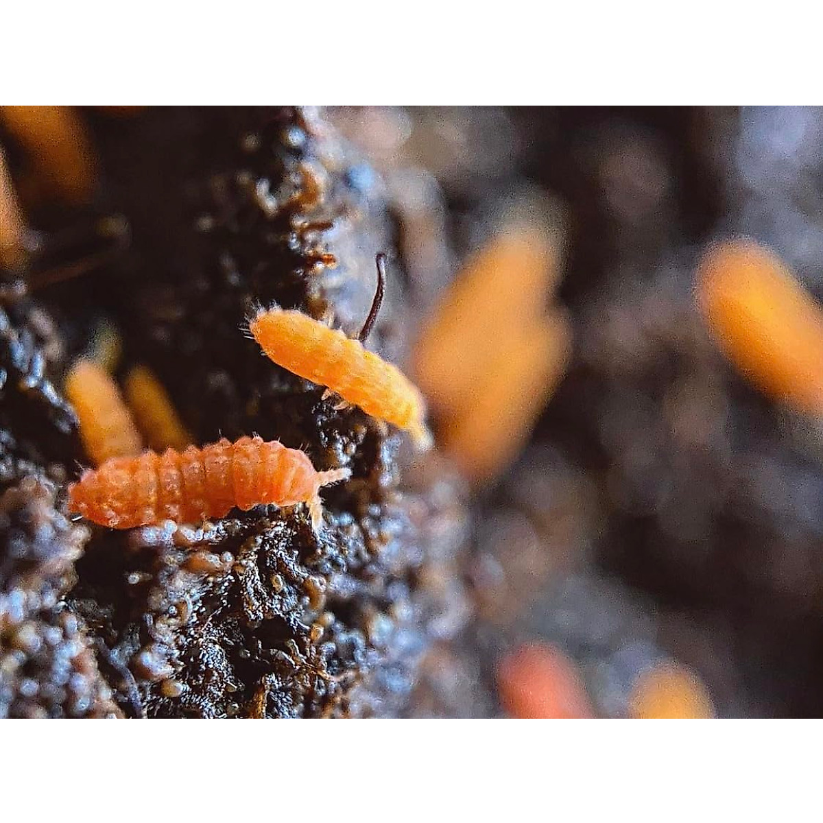 Creation Cultivated - 25ct Orange Springtails Live (Yuukianura Aphoruroides) - Insect Culture Clean Up Crew for Bioactive Terrarium Vivarium