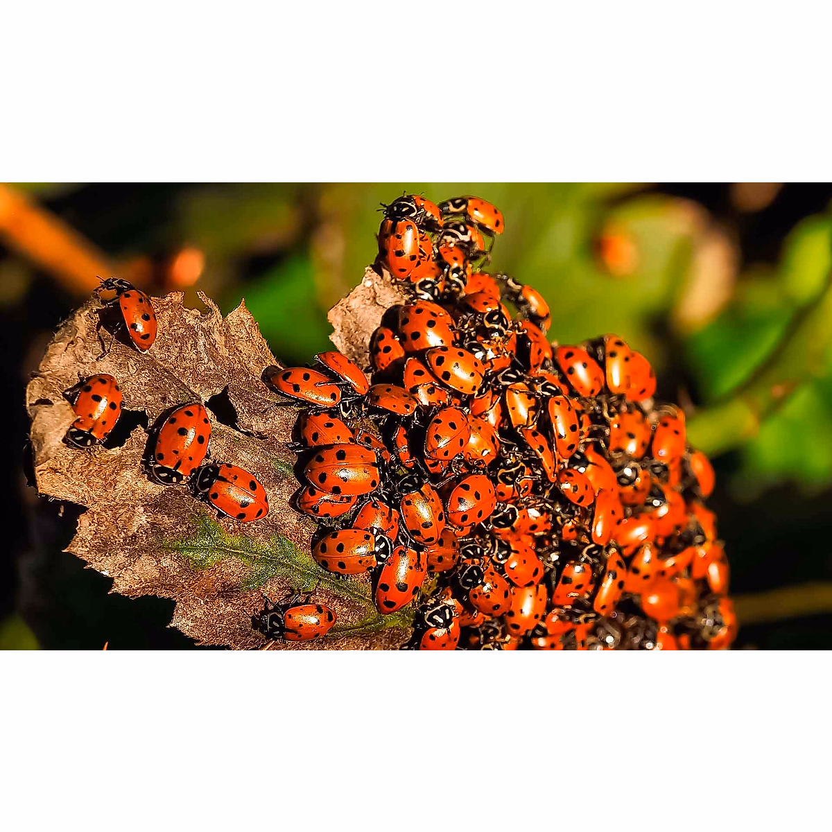 Clark&Co Organic 3x1500 Live Ladybugs Live Ladybugs - Good Bugs - Guaranteed Live Delivery!…