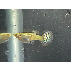 Live Guppies - Guppy Pair (2) Pack Assorted Color Live Aquarium Guppy Fish - 1 Male, 1 Female