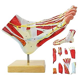 Generies Natural Large Foot Anatomical Model 9 Parts with 81 Digital Signs and Corresponding Text Descriptions,Icluding Bones, Muscles, Ligaments, Nerves, and Blood Vessels of The Human Foot