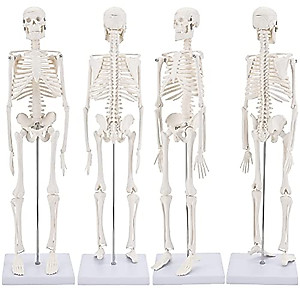 MIIRR Human Skeleton Anatomical Model, 17.7'' Mini Size Medical Skeleton Model with Movable Arms and Legs, Easy to Carry and Display for Anyone Study and Teaching