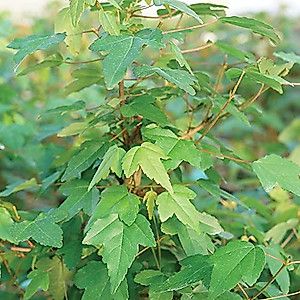 Brussel's Bonsai Live Trident Maple Outdoor Bonsai Tree 5 Years Old 8"-12" Tall with Decorative Container, Medium