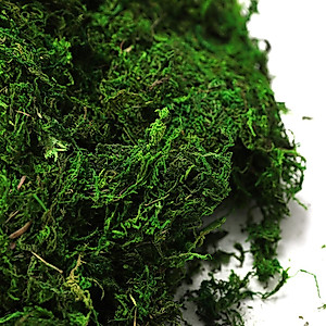 Byher 92926 Preserved Forest Moss, Fresh Green (2OZ)