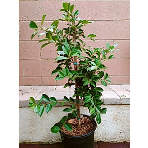 Strawberry Guava Tropical Fruit Trees
