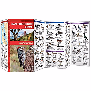 San Francisco Birds: A Folding Pocket Guide to Familiar Bay Area Species (Nature Observation North America)
