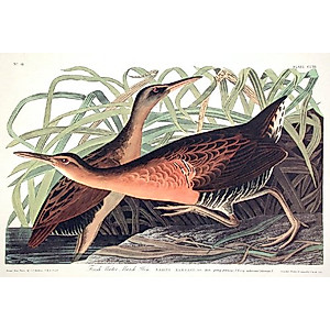 Fresh Water Marsh Hen. From"The Birds of America" (Amsterdam Edition)