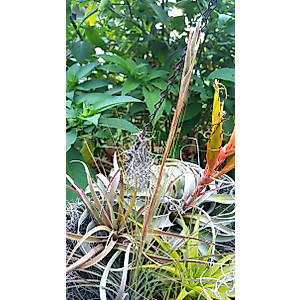 TDG The Drunken Gnome Tillandsia Air Plants Assorted Variety Pack, 3 X-Large