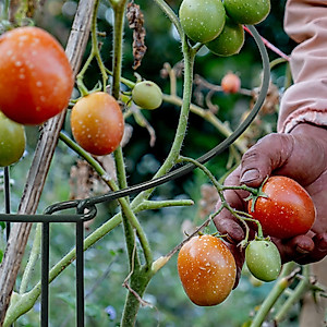 10 Pack Peony Cages and Supports, 10" (W) x 16"(H) Plant Support, Rust-Proof Metal Plant Support Stakes for Outdoor&Indoor Plants, Bonus 20 Plant Clips and 20 Plant Ties