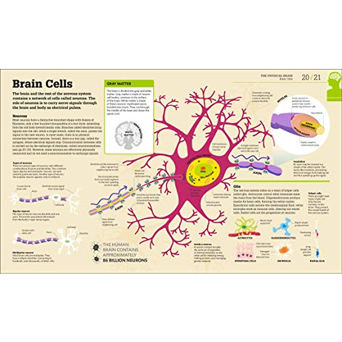 How the Brain Works: The Facts Visually Explained (DK How Stuff Works)