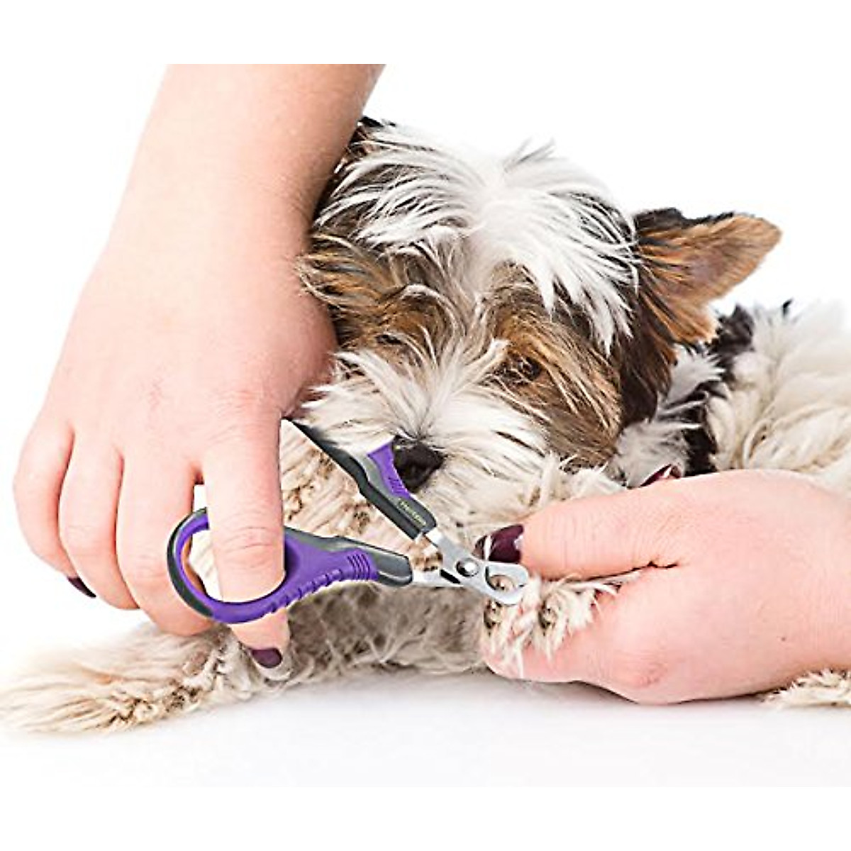 Hertzko Professional Pet Nail Scissors Sharp Stainless Steel Angled Blade for Easy Cutting - Suitable for Small Breed Animals - Dogs, Cats, Rabbits and Birds