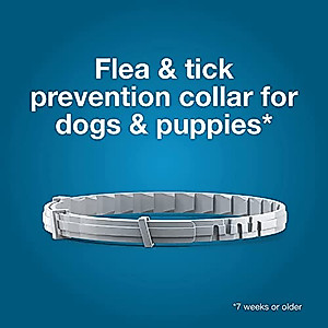 Seresto Flea Tick Collar 1 Large Dog + 1 Small Dog