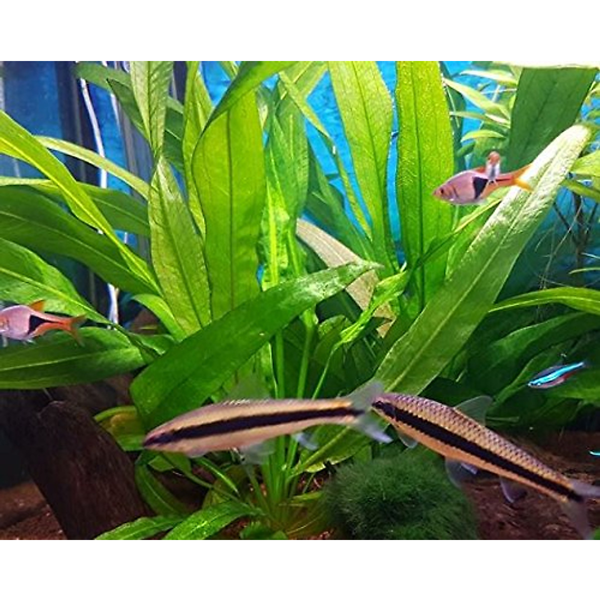 Mainam Amazon Sword Plant Echinodorus Bleheri Tall Bunch Live Aquarium Plants Freshwater Planted Tank Decorations