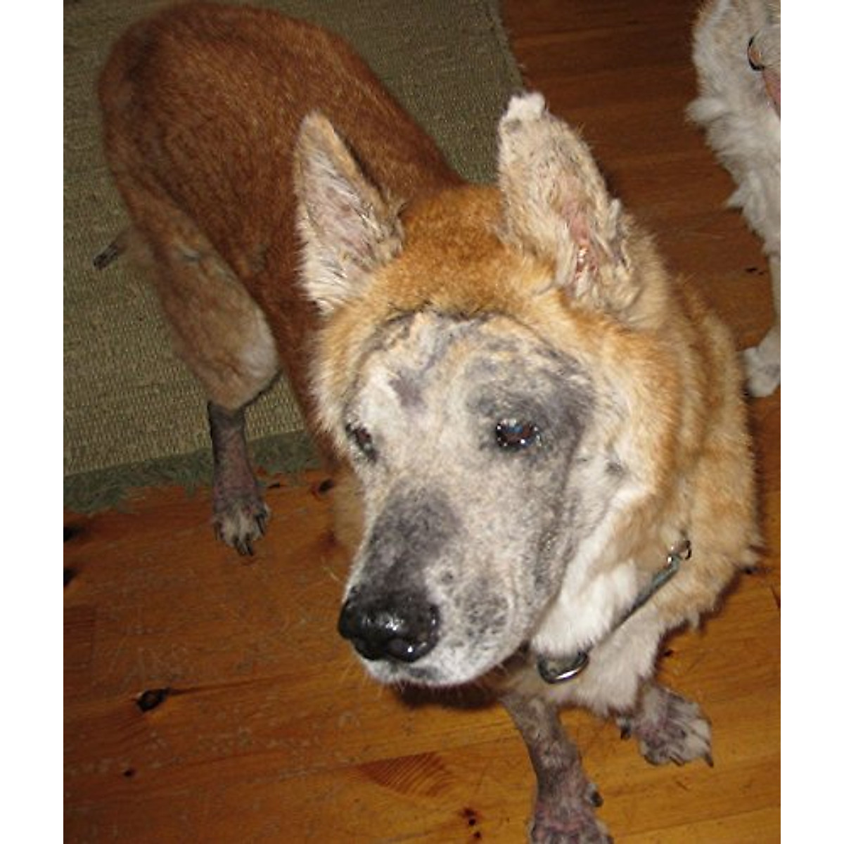 Dr. Baker's Canine System Saver