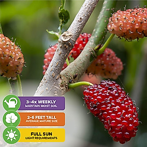 Dwarf Everbearing Black Mulberry Tree Live Plant - Morus nigra - Wellspring Gardens Premium Fruit Tress Live Plants - Great for Nature Lovers &amp; Gardeners - Perfect for Outdoor and Indoor Fruit Trees