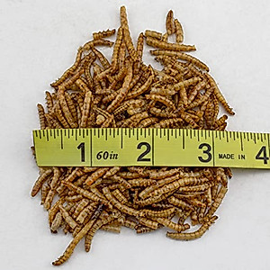 Carnivorous Plant Food Dried Mealworms (1oz), for Feeding Carnivorous Plants (Venus Fly Trap, Pitcher Plant, Sundews, Etc.)