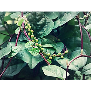 Gaea's Blessing Seeds - Red Malabar Spinach Seeds - Non-GMO Seeds with Easy to Follow Planting Instructions - Heirloom Red Stemmed Malabar - 93% Germination Rate