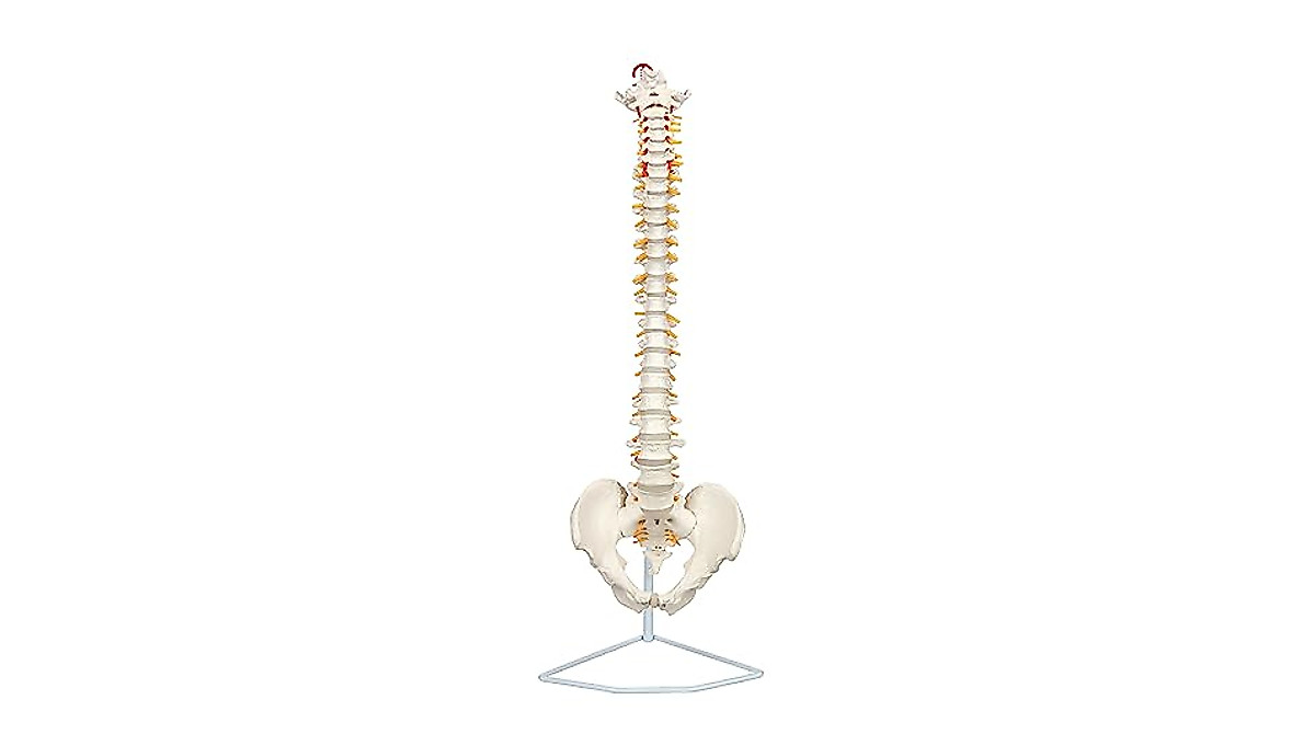 Human Spine Model for Education & Study | Axis Scientific