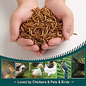 11 lbs Non-GMO Dried Mealworms for Wild Bird Chicken Fish,High-Protein,Large Meal Worms.