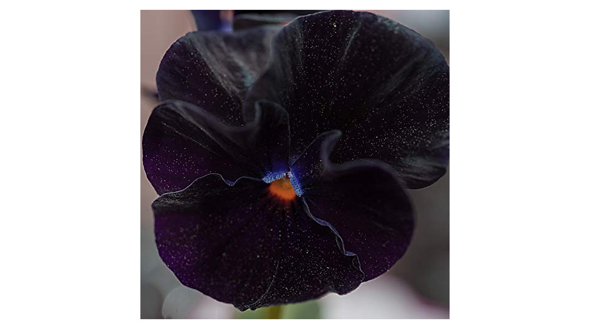 Black Pansy Seeds - Stunning Indoor & Outdoor Flowers | Outsidepride