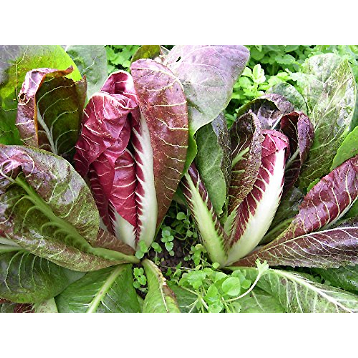 800 Red Treviso Endive Seeds for Planting Heirloom Non-GMO 2.5+ Grams Garden Vegetable Bulk Survival Chicory Radicchio