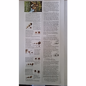 Tick Remover Tool by ProTick Remedy - Single Pack No Magnifier Model for Dog Cats Horses People and Pets - Removes All Ticks