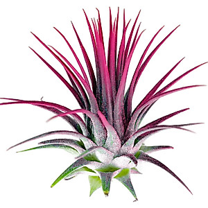 Small Air Plants - Colored Ionantha Rubra -Ionantha Guatemala Tillandsia Air Plant, Guatemala Tillandsia Live Airplant (Pink)