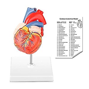 MIIRR Human Heart Model, 2-Part Life Size Heart Model Educational Tool, 3D Heart Model Anatomy, Accurate Numbered Heart Medical Anatomy Model with Magnets on Base