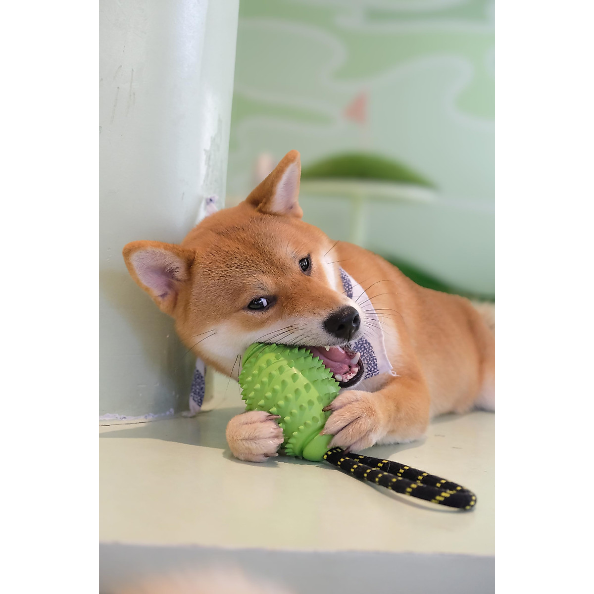 OllyDog Spikey Rugby, Interactive Dog Chew Toy with Natural Rubber, Multifunctional Teeth Cleaning and Gum Massage, for Dogs Under 50lbs (Lime)