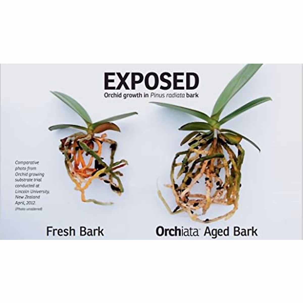 Orchiata Orchid Bark | Orchid Bark for Plants 100% Pure New Zealand Pinus Radiata | Classic ¼” to ⅜” Organic Potting Orchid Bark for Aeration and Longevity