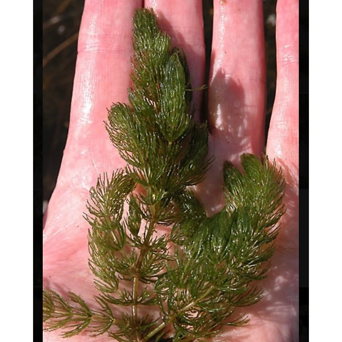 Marcus Fish Tanks Hornwort Coontail Ceratophyllum Easy Live Aquarium Plant Oxygenating Pond Plant Buy 2 GET 1 Extra