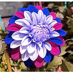 3g Rare Blue and White Point Dahlia Seeds Beautiful Perennial Flowers Plants Dahlia for DIY Home Garden Bonsai Seeds