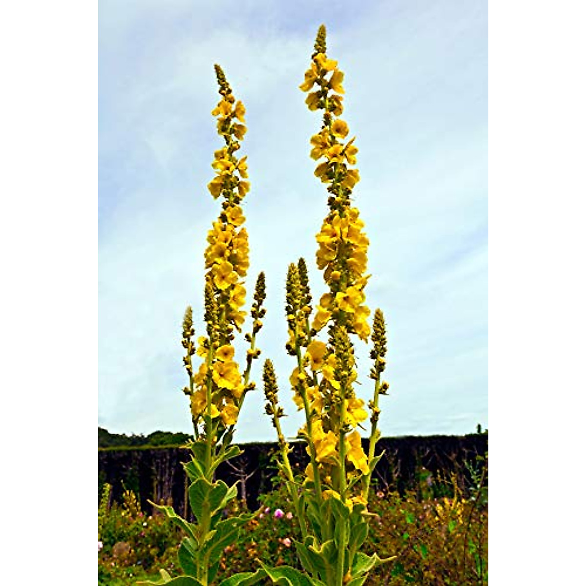 Earthcare Seeds Great Mullein Verbascum thapsus 150 Seeds Heirloom- Non GMO - Open Pollinated