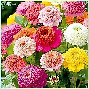 Rare Flower Plant Seeds 100+ Zinnia Seeds - Faberge Mix