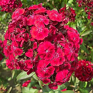 Outsidepride Dianthus Oeschberg Garden Cut Flowers with Crimson-Black Foliage - 5000 Seeds