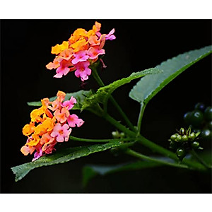 Lantana Camara Seeds Garden Ornamental Flower Plant Seeds Multi Colors 100Pcs