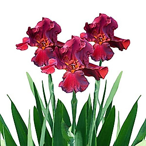 Bearded Iris Califlora 'Bernice's Legacy' Plant Bulbs-Rhizomes (3 Pack) - Red Flowering Blooms in Spring & Fall Gardens, from Easy to Grow