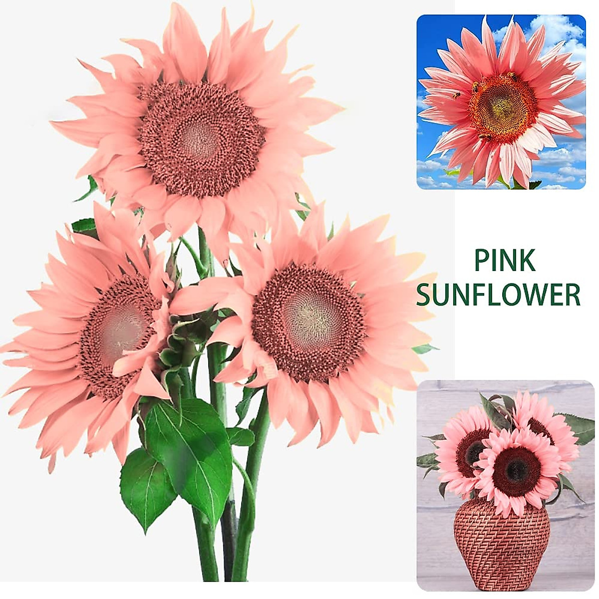 200pcs Pink Sunflower Seeds for Planting, Heirloom and Non-GMO Seeds, Bonsai Plant Office Home Garden Yard Floral Decor Easy to Plant and Grow (Helianthus annuus)