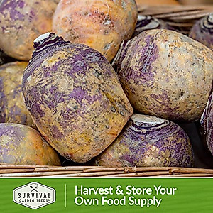 Survival Garden Seeds - American Purple Rutabaga Seed for Planting - Packet with Instructions to Plant and Grow Brassica Napus in Your Home Vegetable Garden - Non-GMO Heirloom Variety
