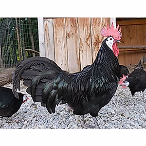 White Face Black Spanish Fertile Chicken Hatching Eggs, Fertile Eggs