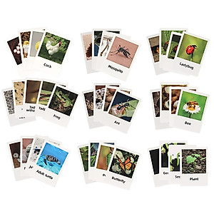 Montessori Life Cycle Animal Figures with Flash Cards, Plastic Insects Monarch Butterfly Kit Caterpillar Toy for Kids, Realistic Animal Figurines (Butterfly)