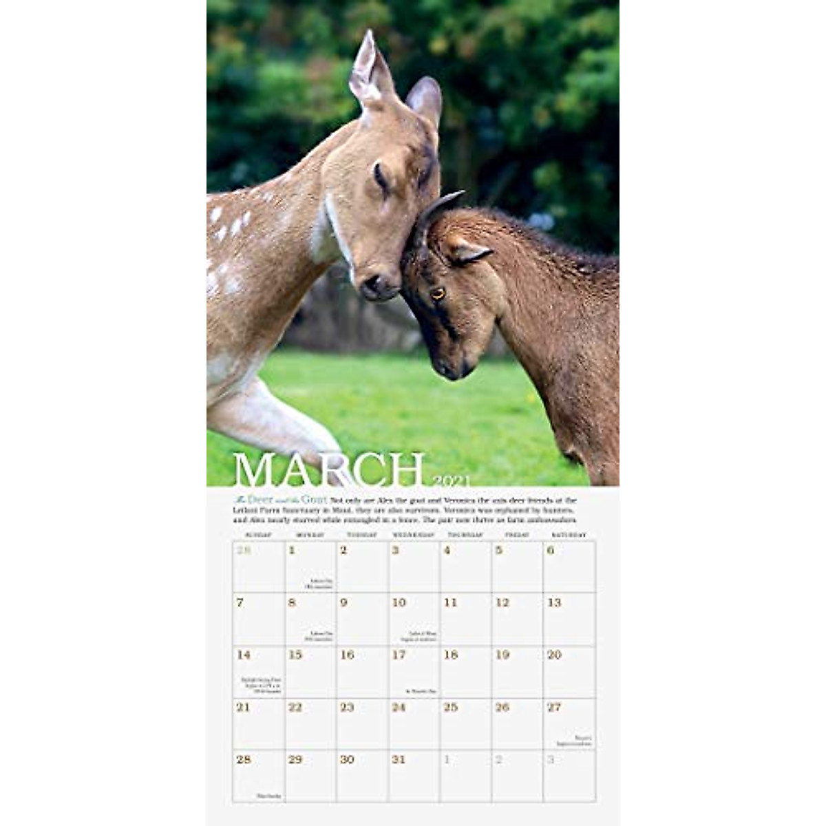 Unlikely Friendships Mini Wall Calendar 2021